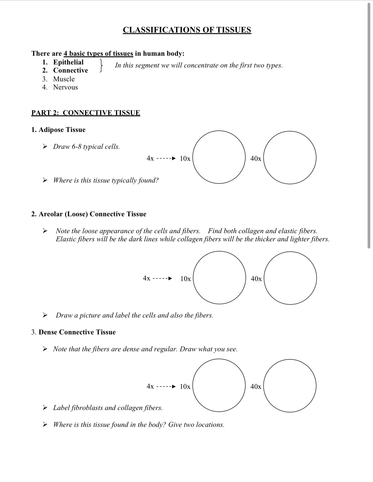 Types Of Tissues Found In The Body Worksheet
