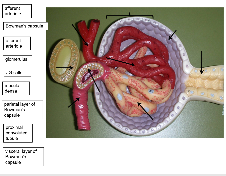 Bowmans Capsule Slide