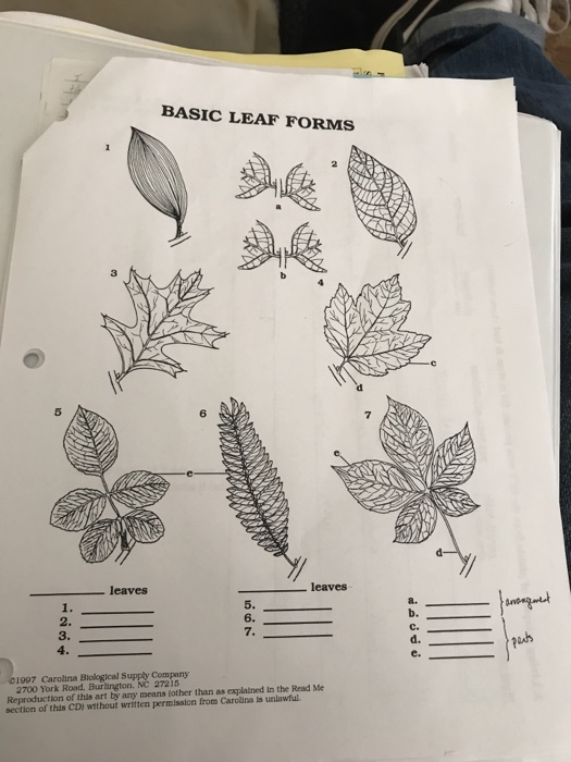 Solved BASIC LEAF FORMS 3 5 6 7 leaves leaves 5 6. 7 1. b. | Chegg.com