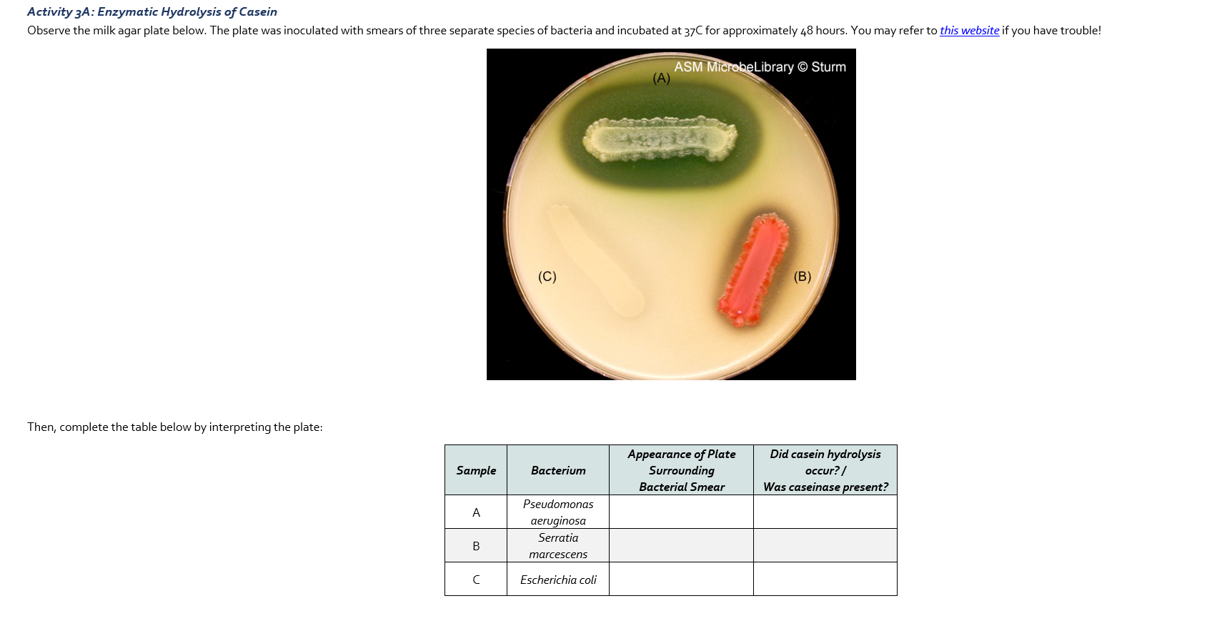 Solved Activity 3A: Enzymatic Hydrolysis of Casein Observe | Chegg.com