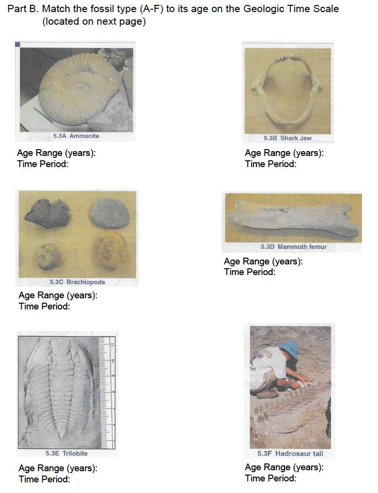 Solved Part B. Match the fossil type (A-F) to its age on the | Chegg.com