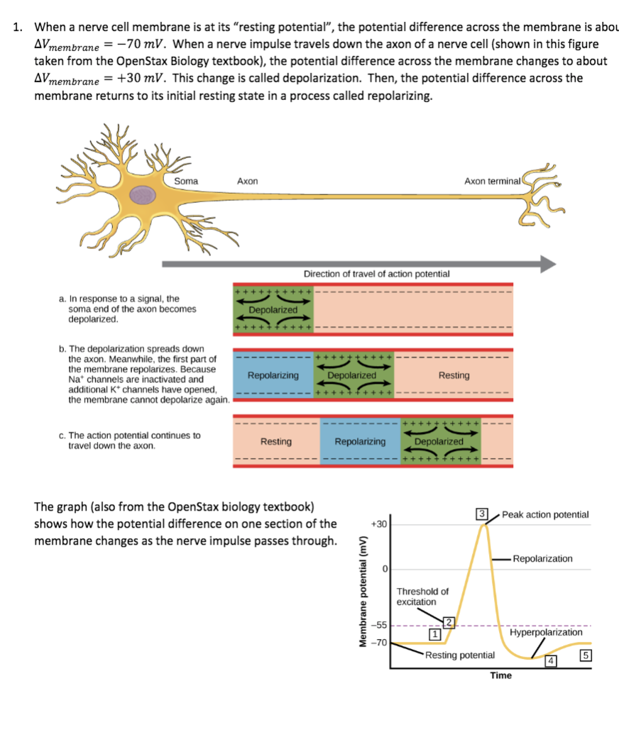 1. When a nerve cell membrane is at its "resting | Chegg.com