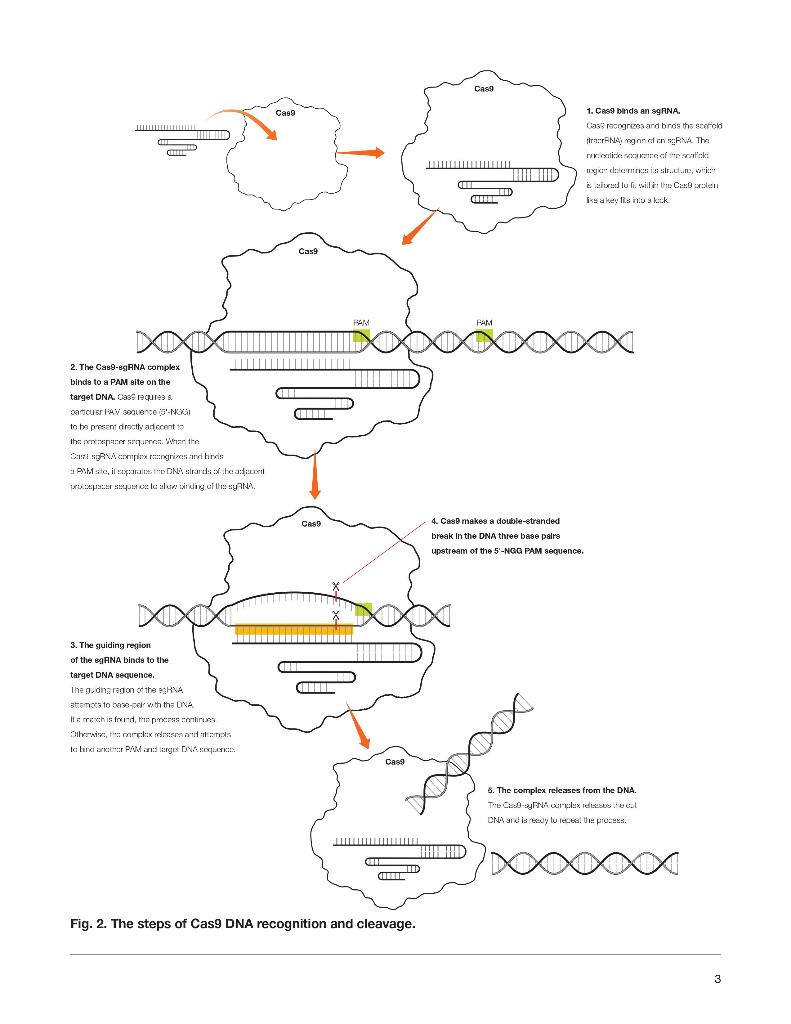 Solved Part 2. Design the Guiding Region of an sgRNA CRISPR | Chegg.com