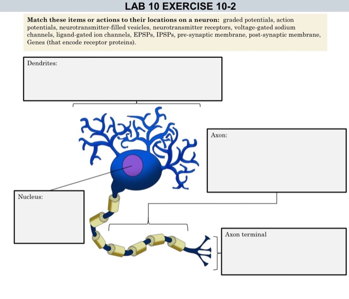 Solved LAB 10 EXERCISE 10-2 Match these items or actions to | Chegg.com