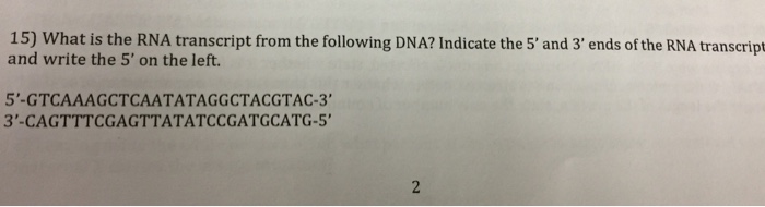 Solved What is the RNA transcript from the following DNA? | Chegg.com