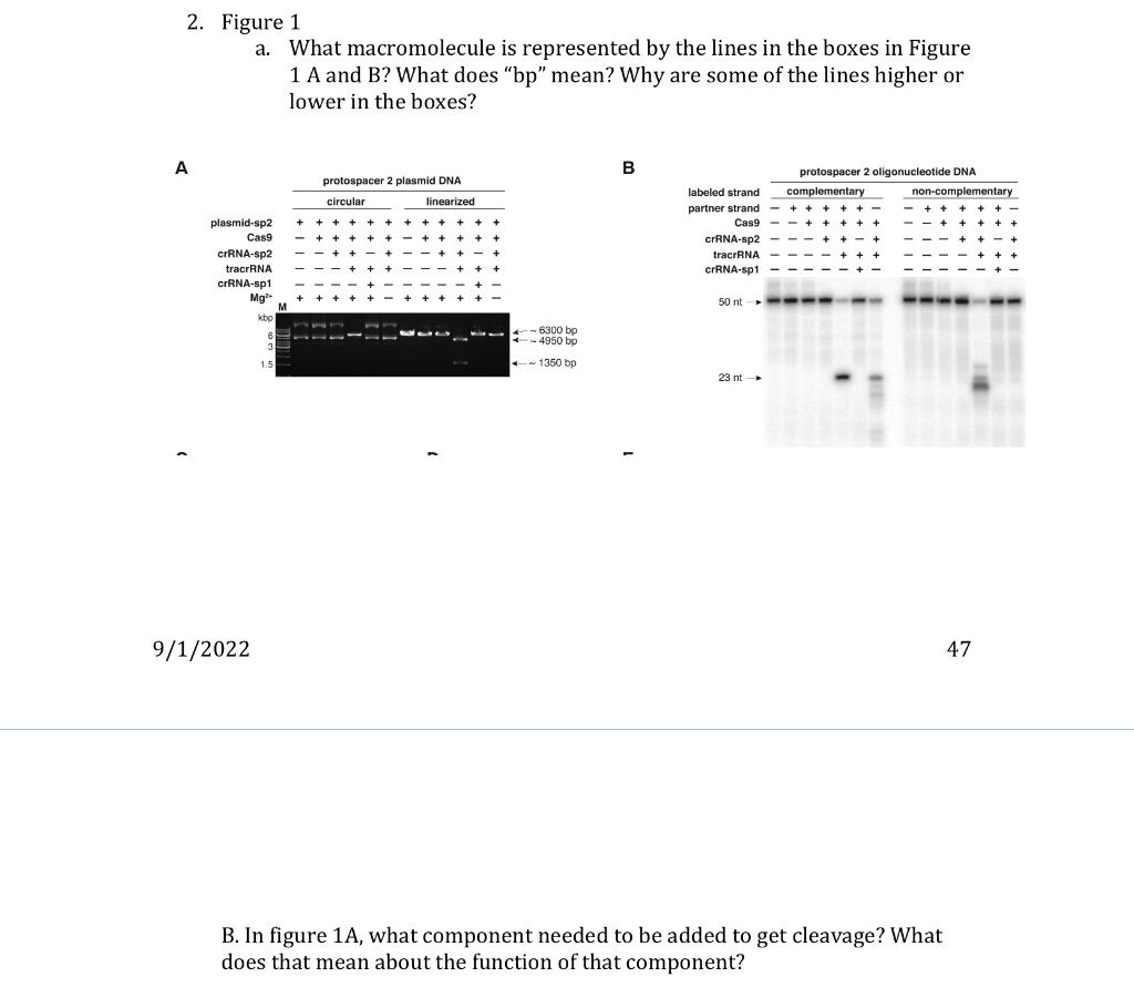 Solved 2. Figure 1 a. What macromolecule is represented by | Chegg.com