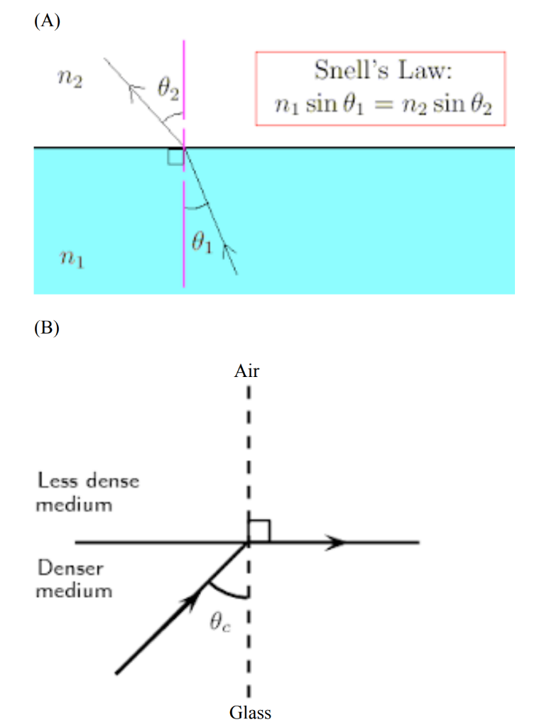 Solved A) The resolution of light microscopy is determined | Chegg.com