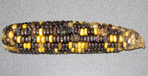 Solved You will be using the picture of an F2 ear of corn in | Chegg.com