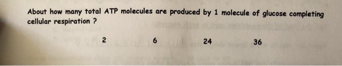 Solved About how many total ATP molecules are produced by 1 | Chegg.com