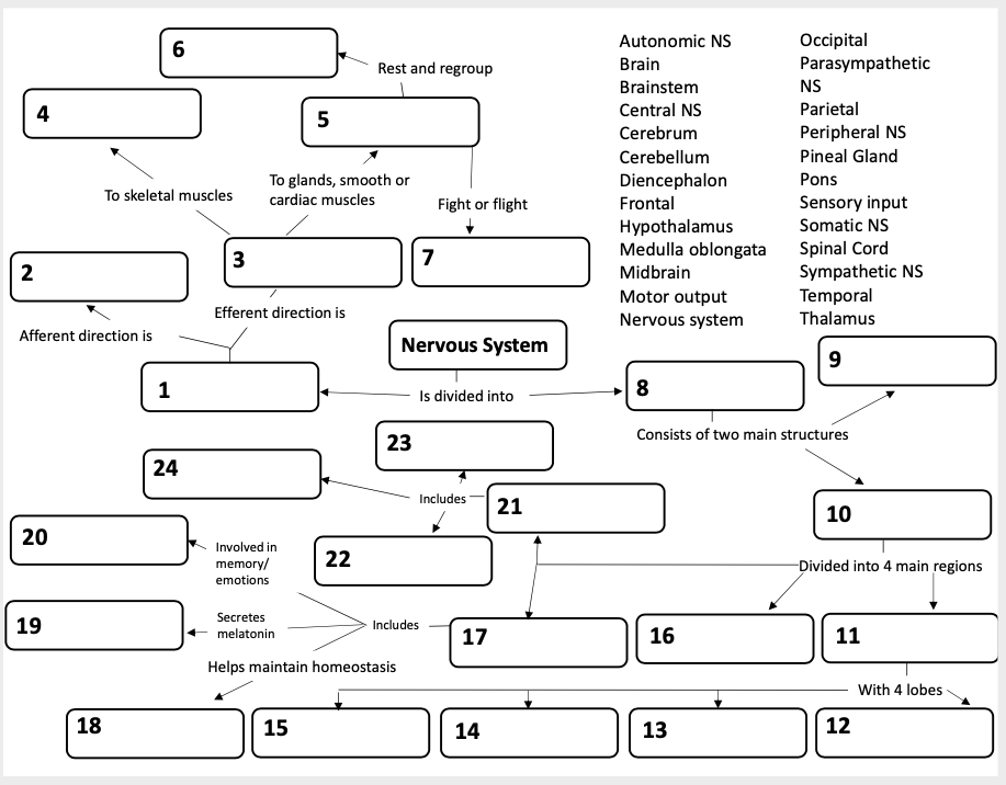 Can you fill out this nervous system concept map | Chegg.com