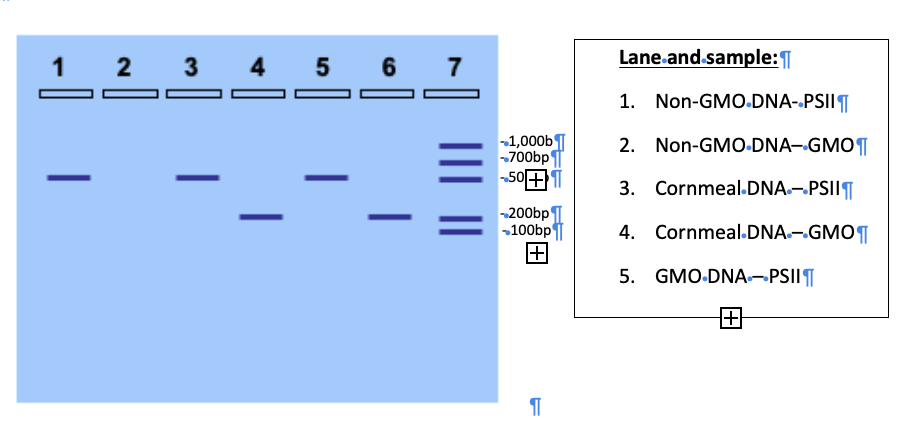 Solved Above is a diagram of gel electrophoresis image of | Chegg.com