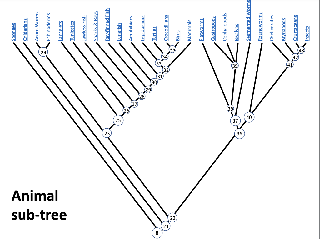 Solved 14. Chambered Nautilus is the first-branching lineage | Chegg.com