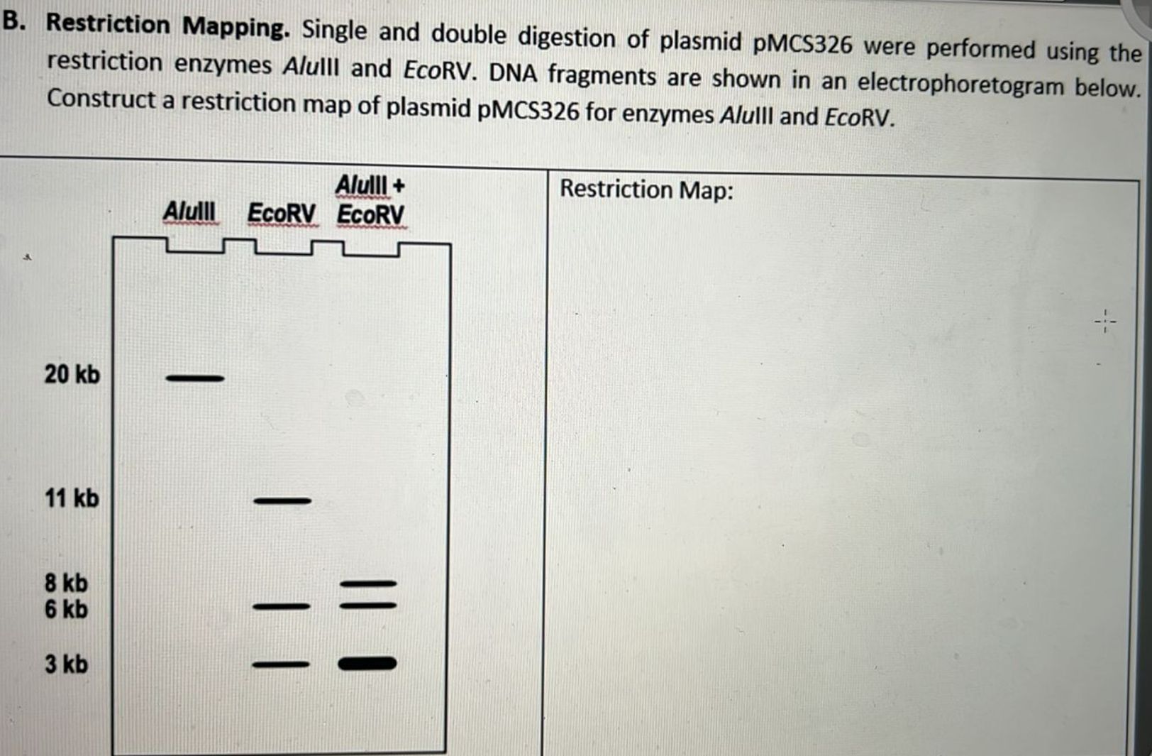 Solved B. ﻿Restriction Mapping. Single and double digestion | Chegg.com