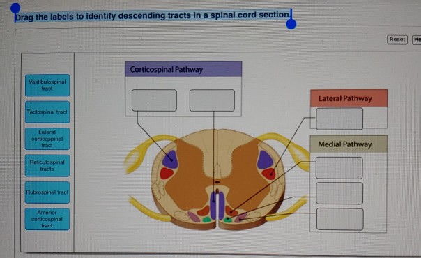 Solved drag and label to identify descending tracts in a | Chegg.com