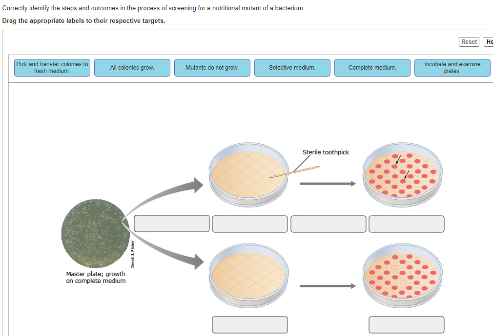 Solved Correctly label the events occurring in a typical SOS | Chegg.com