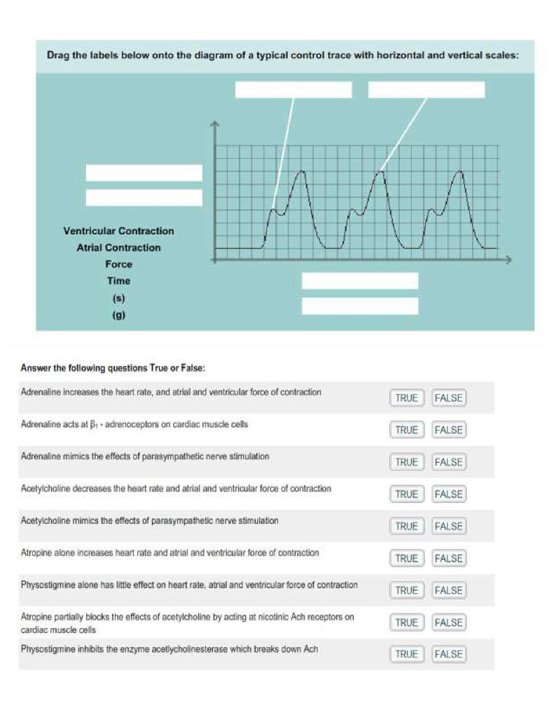 Solved Drag the labels below onto the diagram of a typical | Chegg.com