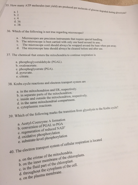 Solved How many ATP molecules (net yield) are produced per | Chegg.com