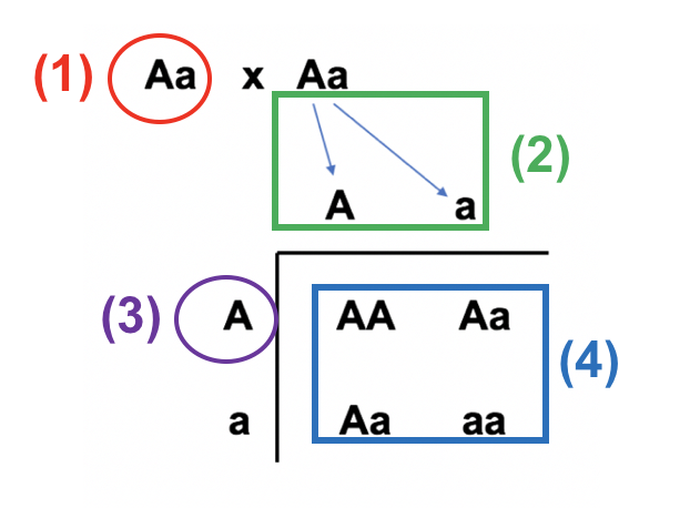 Solved Use this diagram of a Punnett square to answer the | Chegg.com