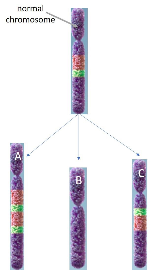 Solved Identify the abnormalities of chromosome structure in | Chegg.com