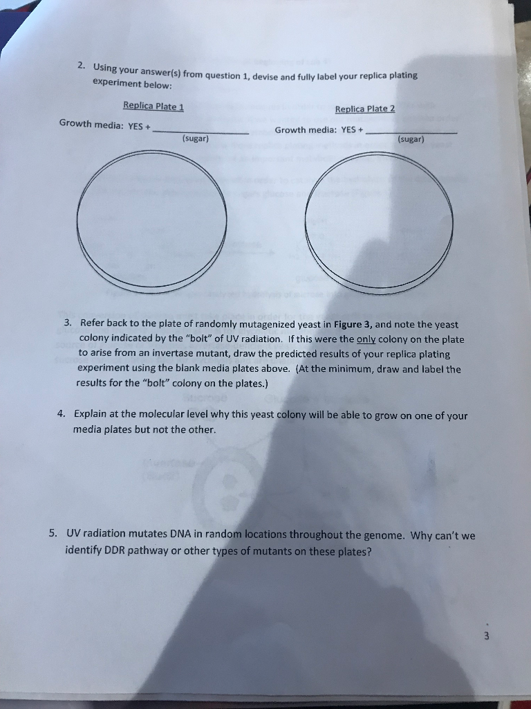 Solved During Lab 3 you utilized replica plating techniques | Chegg.com