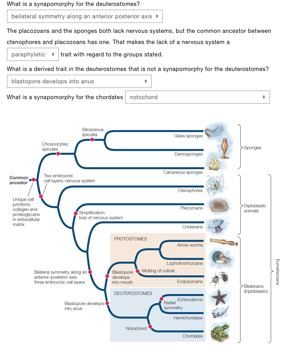 Solved What is a synapomorphy for the deuterostomes? | Chegg.com