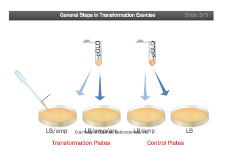 Solved Which plates demonstrates the bacterial | Chegg.com