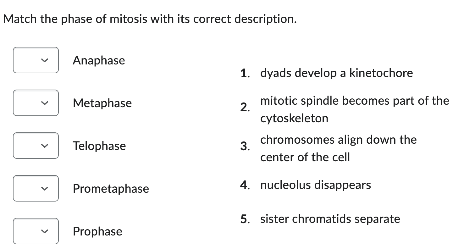 Solved Match the phase of mitosis with its correct | Chegg.com
