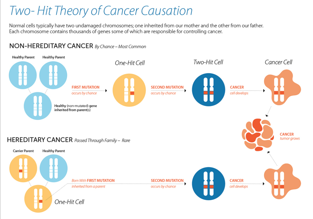 Solved Germline versus Somatic Mutations GERM-LINE MUTATIONS | Chegg.com