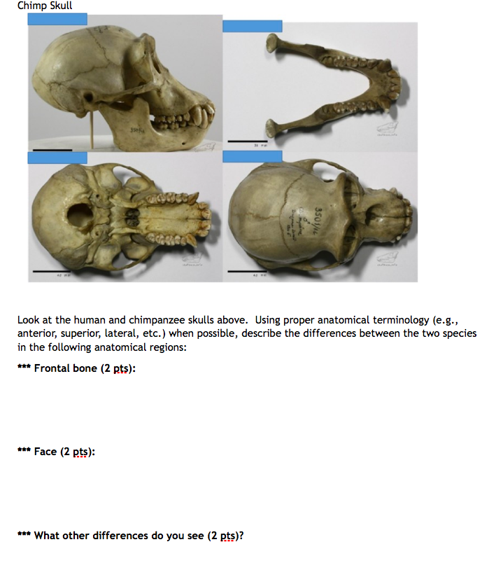 Solved www.Donkelakik.com Chimp Skull 35 Grace 3501/14 CA | Chegg.com