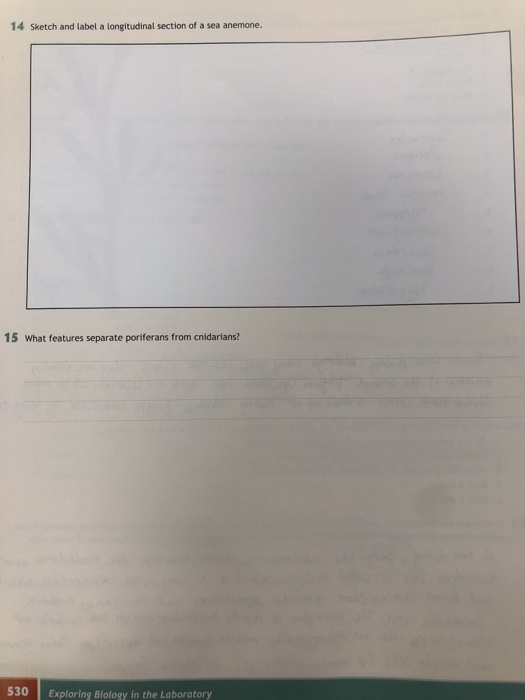 Solved 14 Sketch and label a longitudinal section of a sea | Chegg.com