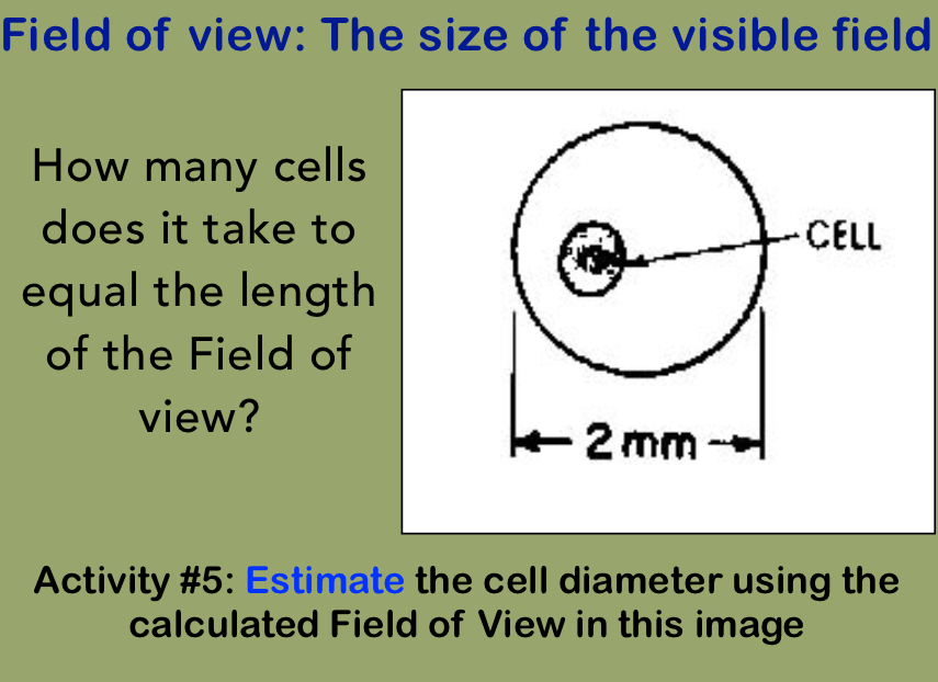 Solved Estimate the cell diameter using the calculated Field | Chegg.com
