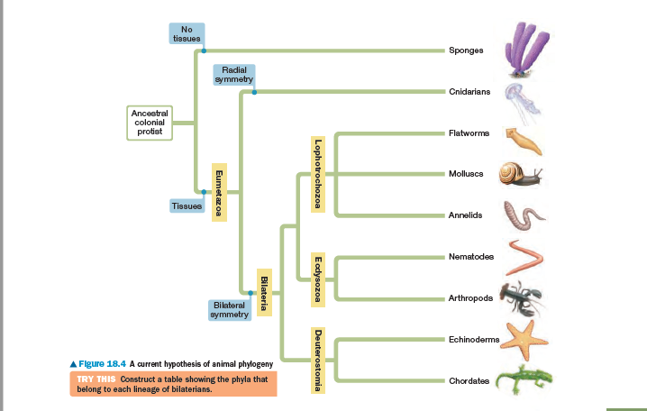 Solved What are the three main body plans of animals (think | Chegg.com