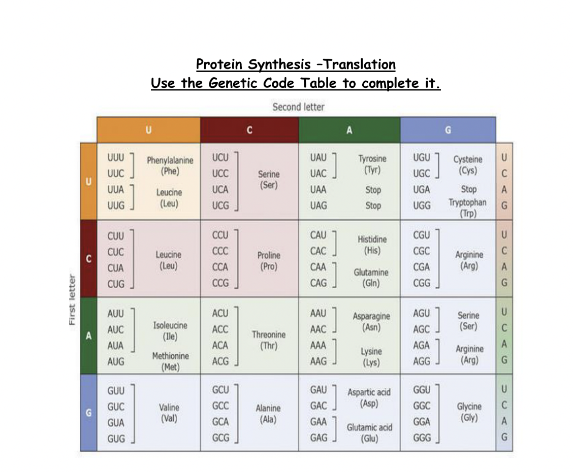 Solved Protein Synthesis - Translation Use the Genetic Code | Chegg.com
