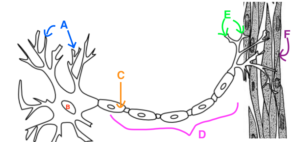 Solved Use the image to match the parts of the axon. | Chegg.com