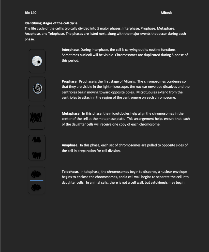 Solved Identifying stages of the cell cycle. The life | Chegg.com