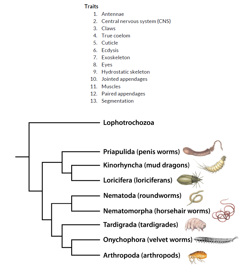 Solved arrange the traits (from the list) ﻿on the | Chegg.com