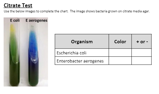 Solved Citrate Test Use The Below Images To Complete The