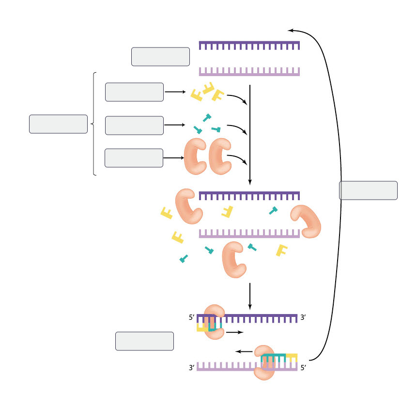 Solved 3' 3' | Chegg.com