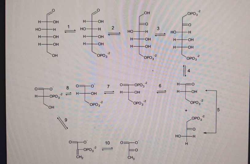 Solved -2 OPO3 HOT OH H OH H- 3 2 HO -H -H HO H HO H HO H- | Chegg.com