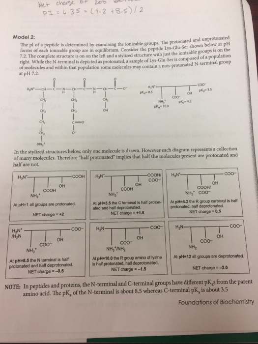 Solved Model 2: and unprotonated The pl of a peptide is | Chegg.com