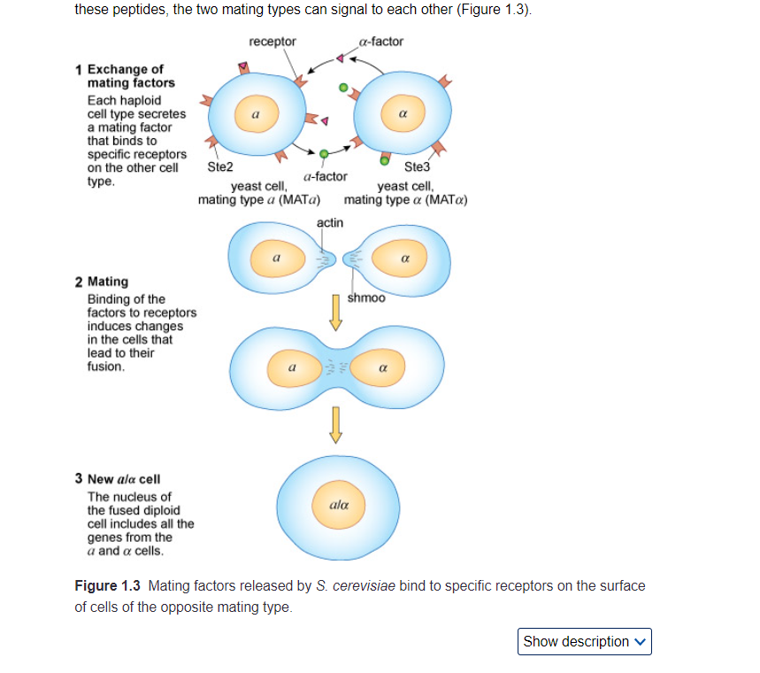Solved 1 Yeast pheromones and the mating response Mating in | Chegg.com