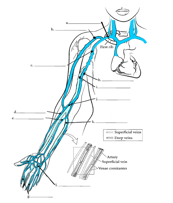 Solved Can you please label all of the letters. I am | Chegg.com