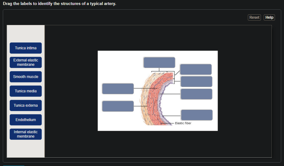 Solved Drag the labels to identify the structures of a | Chegg.com