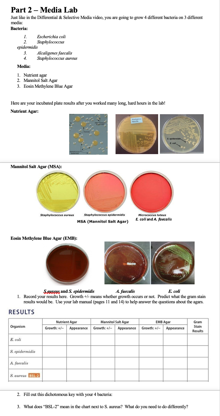 Alcaligenes Faecalis Agar