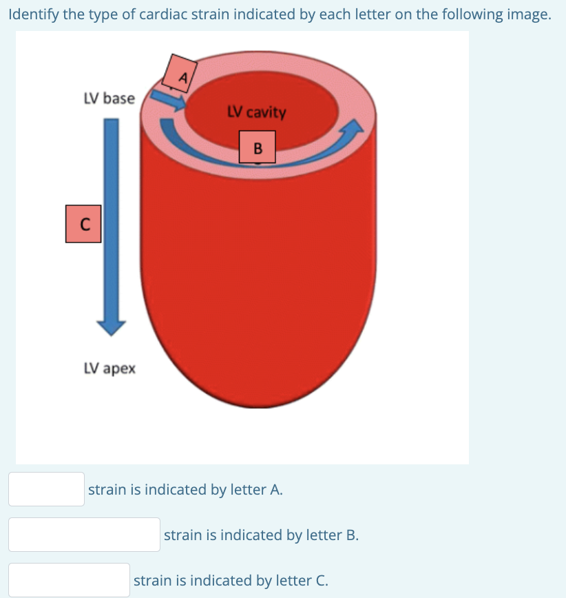 Solved Identify the type of cardiac strain indicated by each | Chegg.com