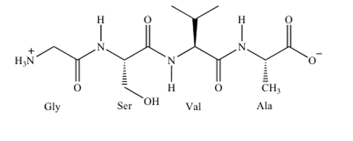 Solved H HIN N. + H N N CH H ОН Gly Ser Val Ala | Chegg.com