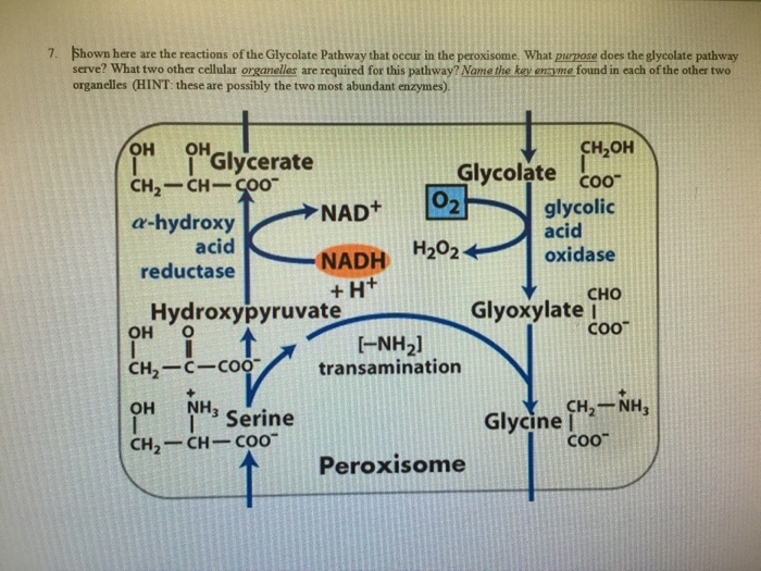 Solved 7. Shown here are the reactions of the Glycolate | Chegg.com