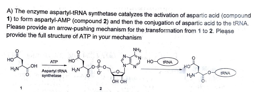 Solved A) The enzyme aspartyl-tRNA synthetase catalyzes the | Chegg.com