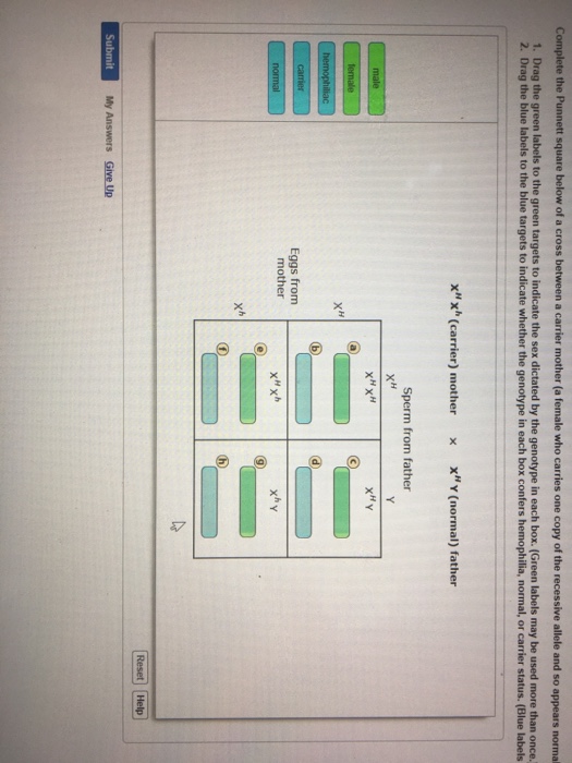 Solved Complete the Punnett square below of a cross between | Chegg.com