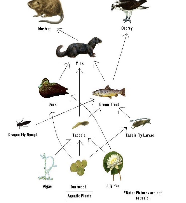 [Solved]: 1)A. Name a species that is omnivorous in the foo